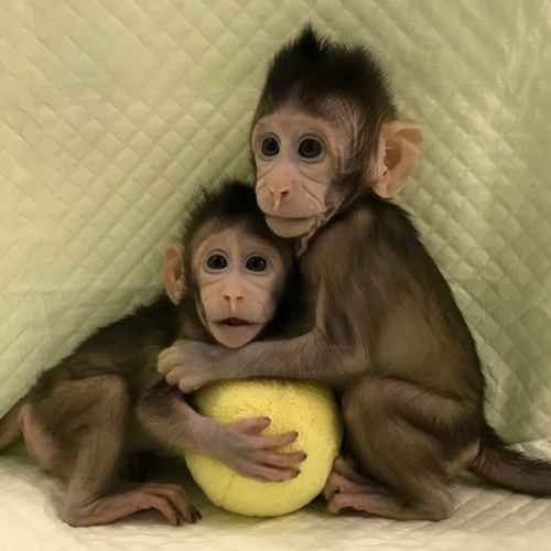 KOYUN DOLLY Klonlama Tekniğinde 20 Yıl Sonra: Artık İKİZ KLON ...